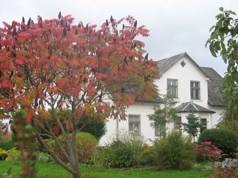 Ārlavas Kauliņi • Meistars Igurds